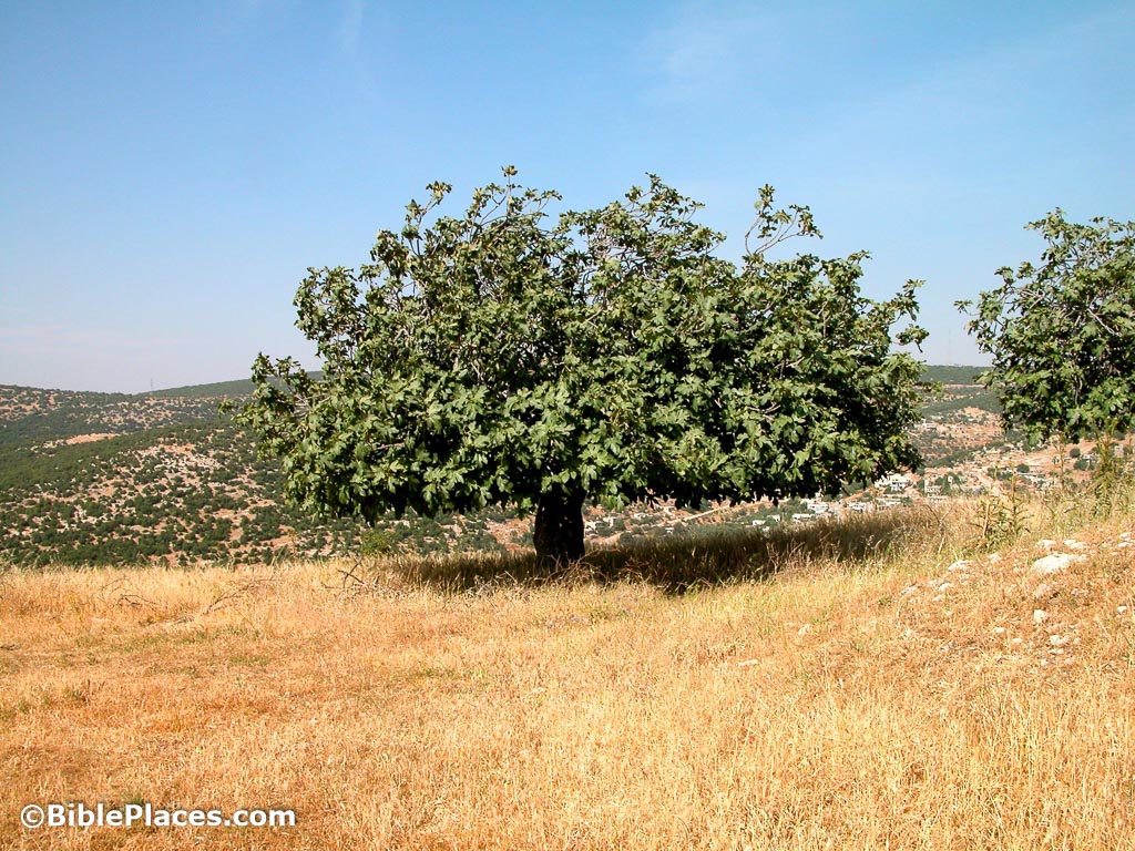 A Sermon: Getting to Know You – Redheadedrev